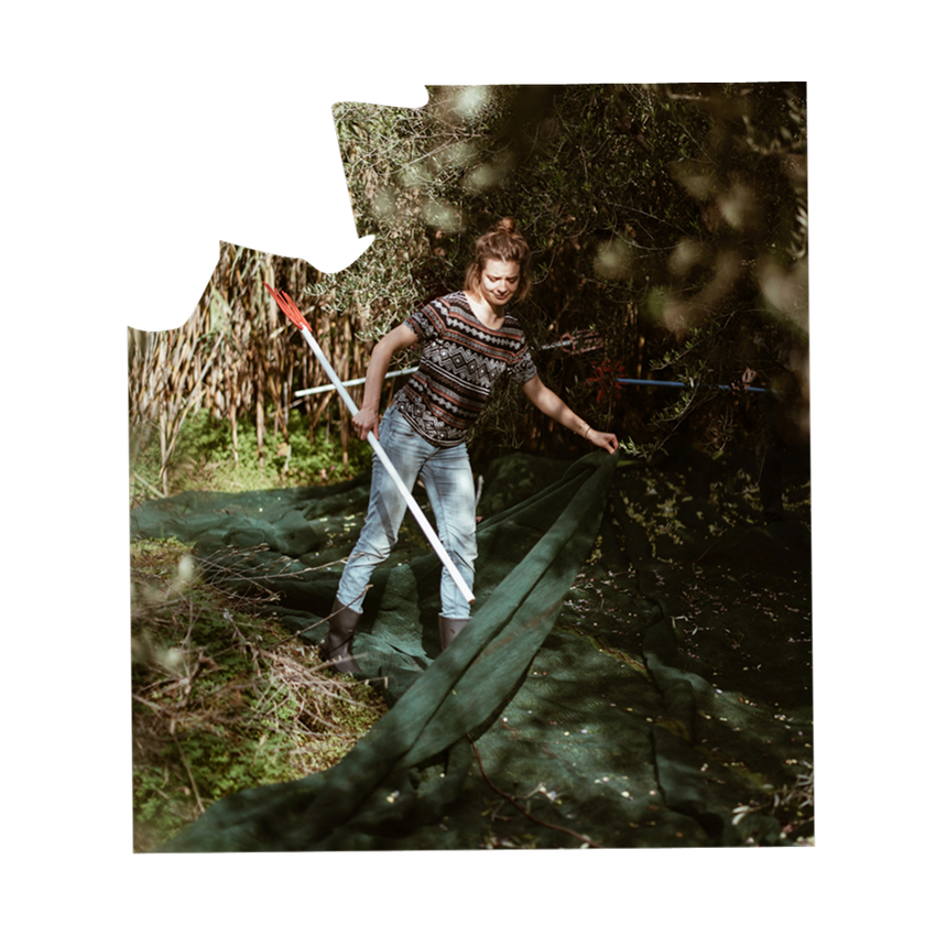 About Honest Toil Olive Oil