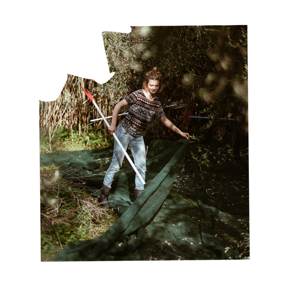 About Honest Toil Olive Oil